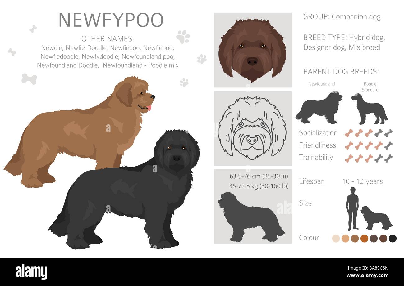 Newfypoo clipart. Newfoundland - Standard Poodle mix. All possible coat ...