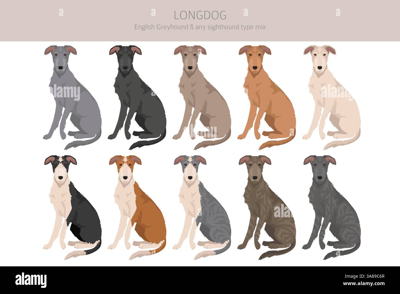 Longdog mix clipart. English Greyhound - any sighthound mix. All ...