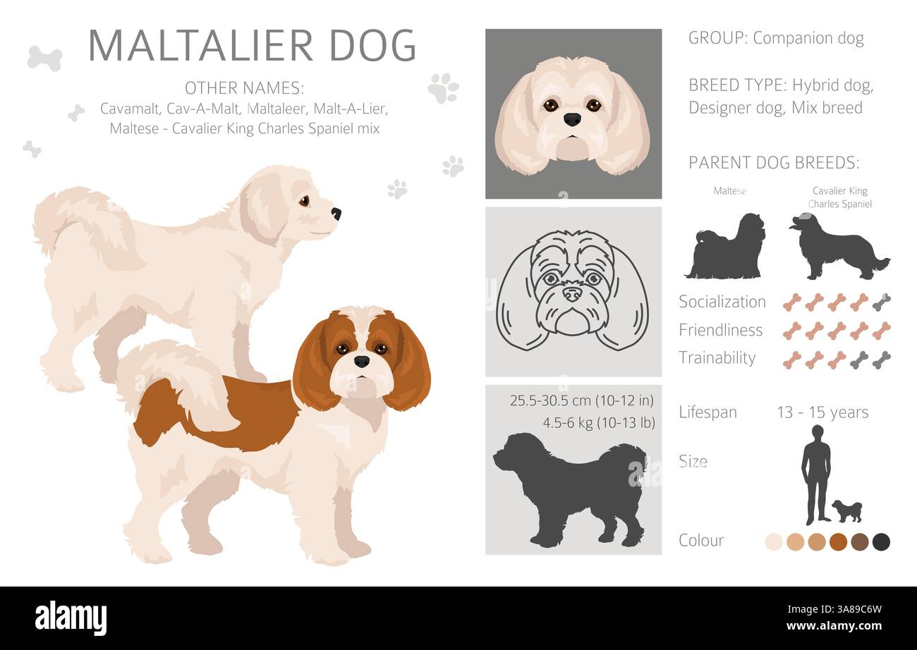Maltalier, Cavamalt clipart. Maltese Cavalier king Charles Spaniel mix ...