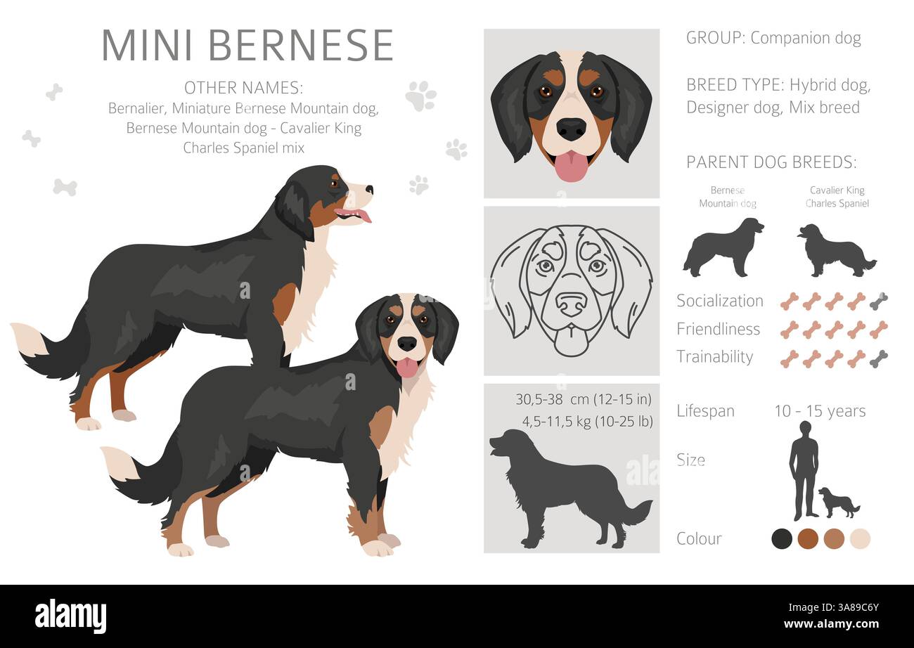 Mini Bernese clipart. Bernese Mountain dog - Cavalier King Charles ...