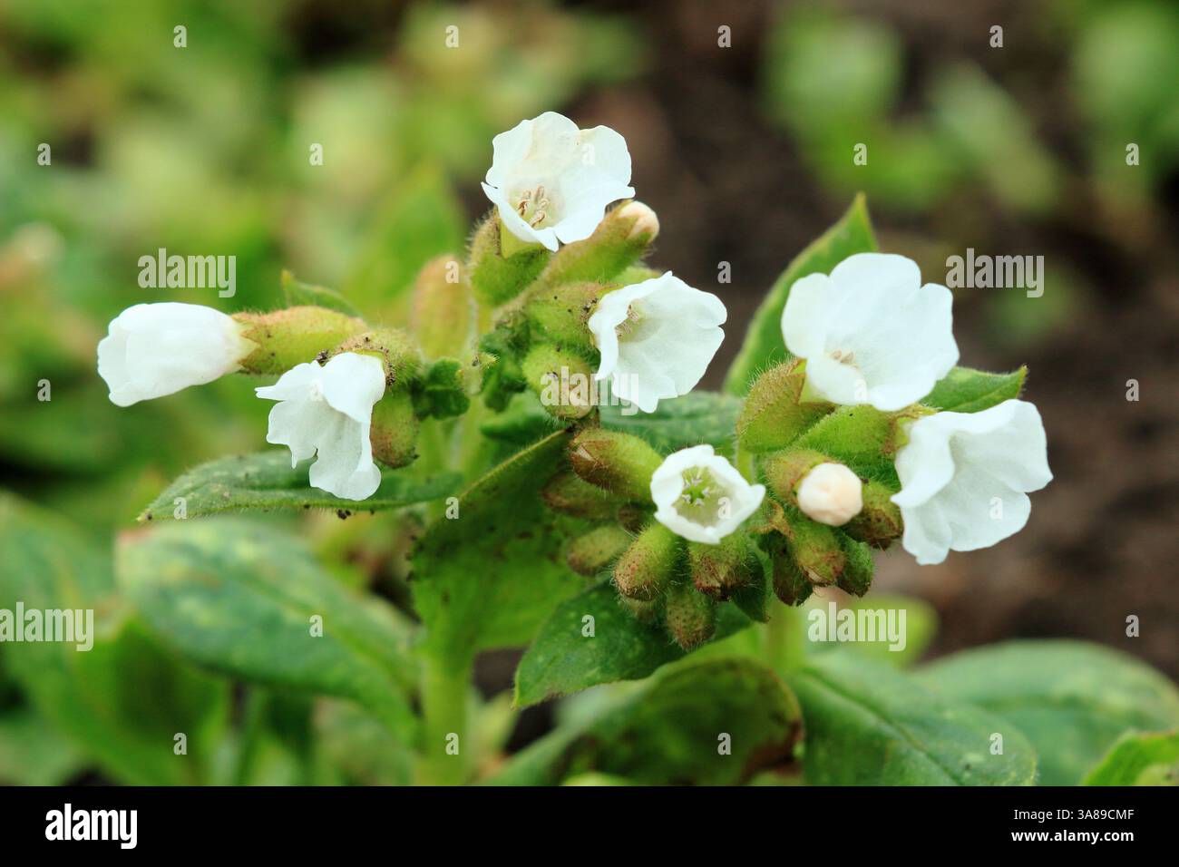 Pulmonaria sissinghurst white hi-res stock photography and images - Alamy