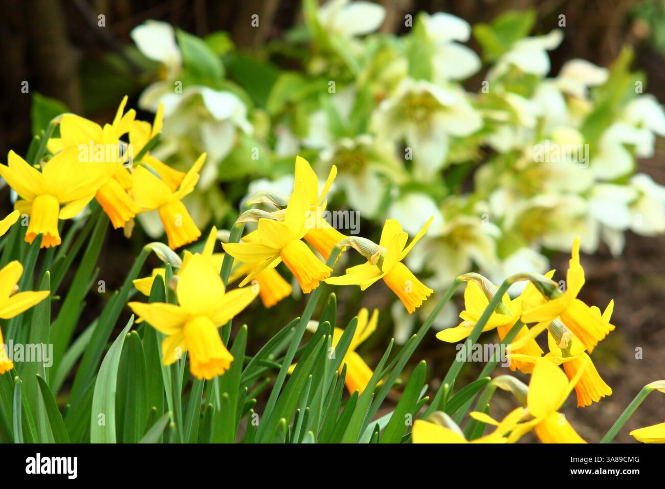 Daffodils and hellebores combination planting in a spring garden border ...