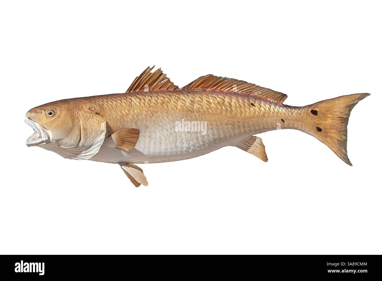 Red drum saltwater fish isolated on a white background Stock Photo - Alamy