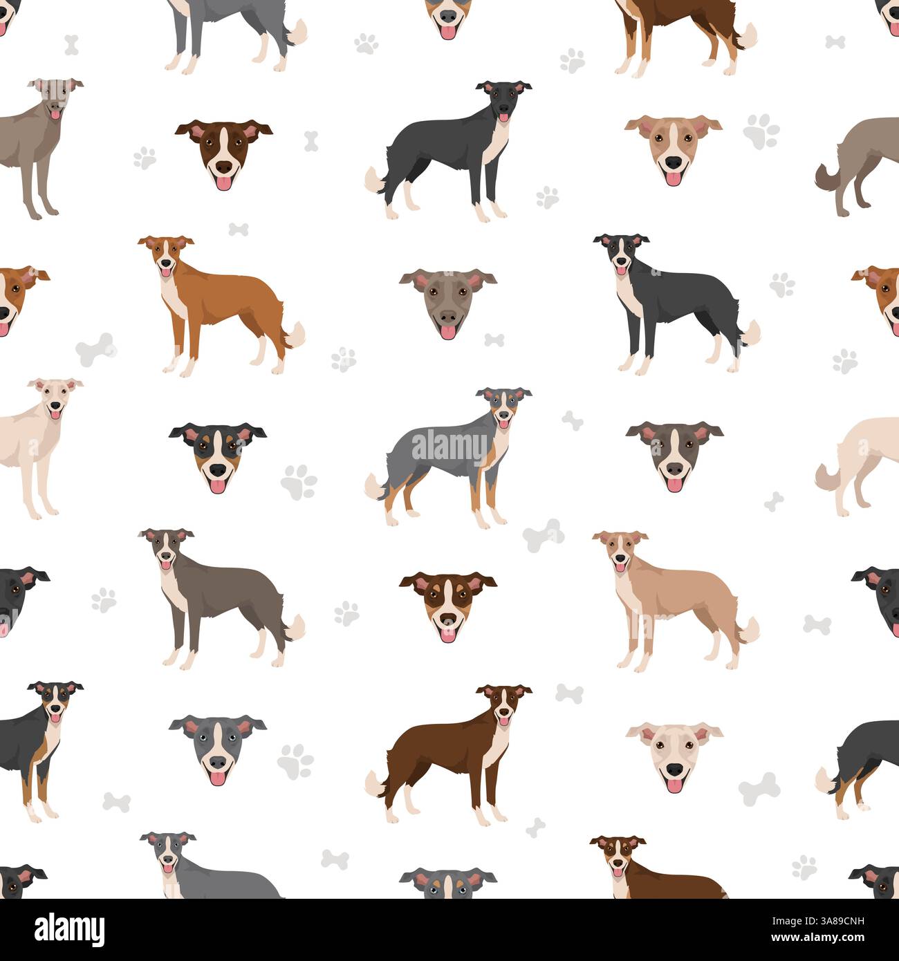 Lurcher mix seamless pattern. Sighthound Collie mix. All possible coat ...
