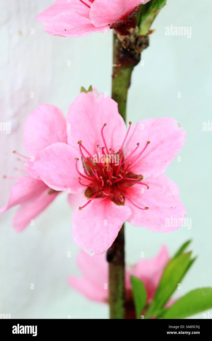 Preach hi-res stock photography and images - Alamy