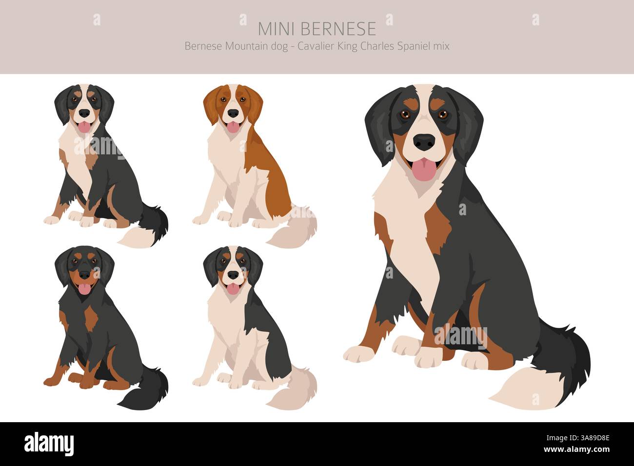 Mini Bernese clipart. Bernese Mountain dog - Cavalier King Charles ...