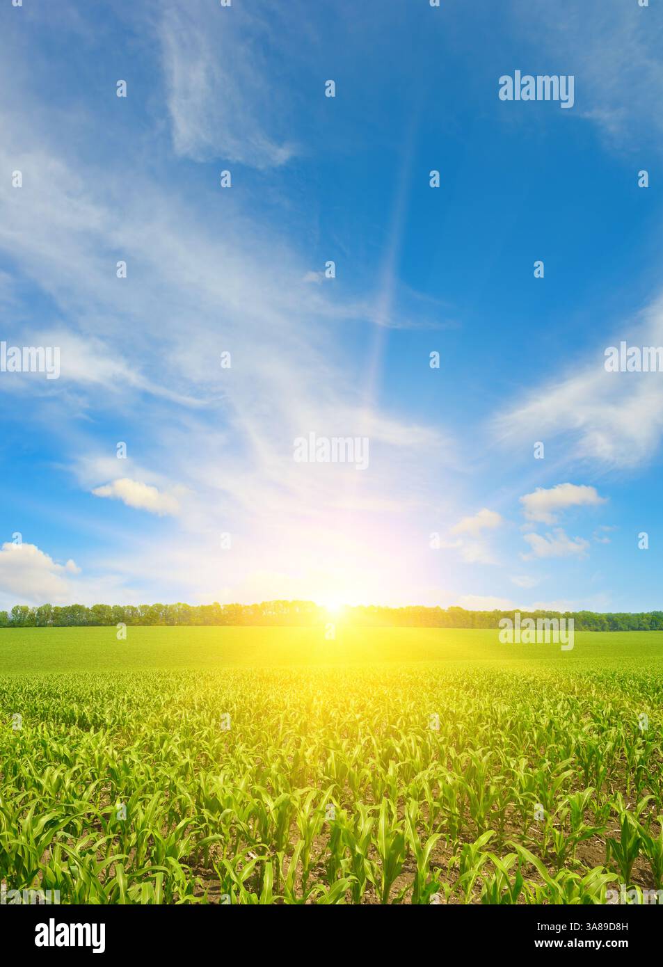 Sunrise over summer corn field. Agriculture background Stock Photo - Alamy