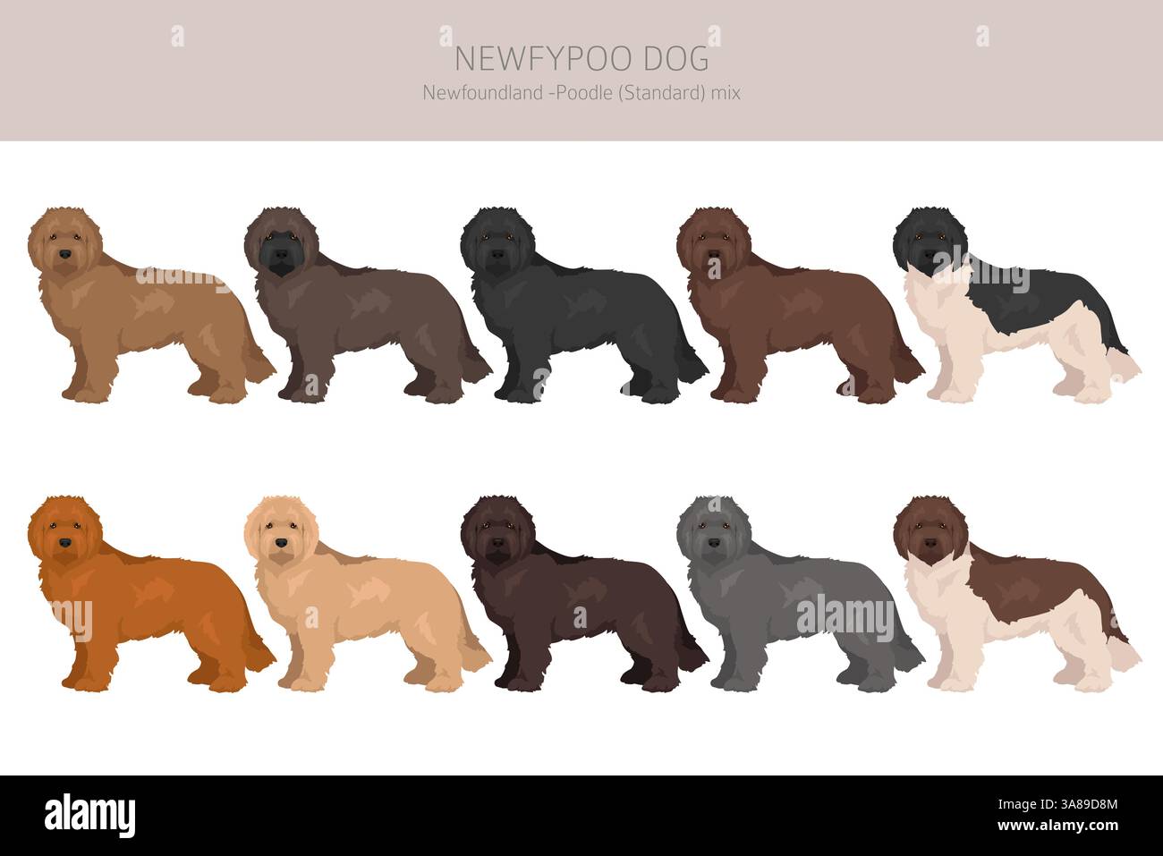 Newfypoo clipart. Newfoundland - Standard Poodle mix. All possible coat ...