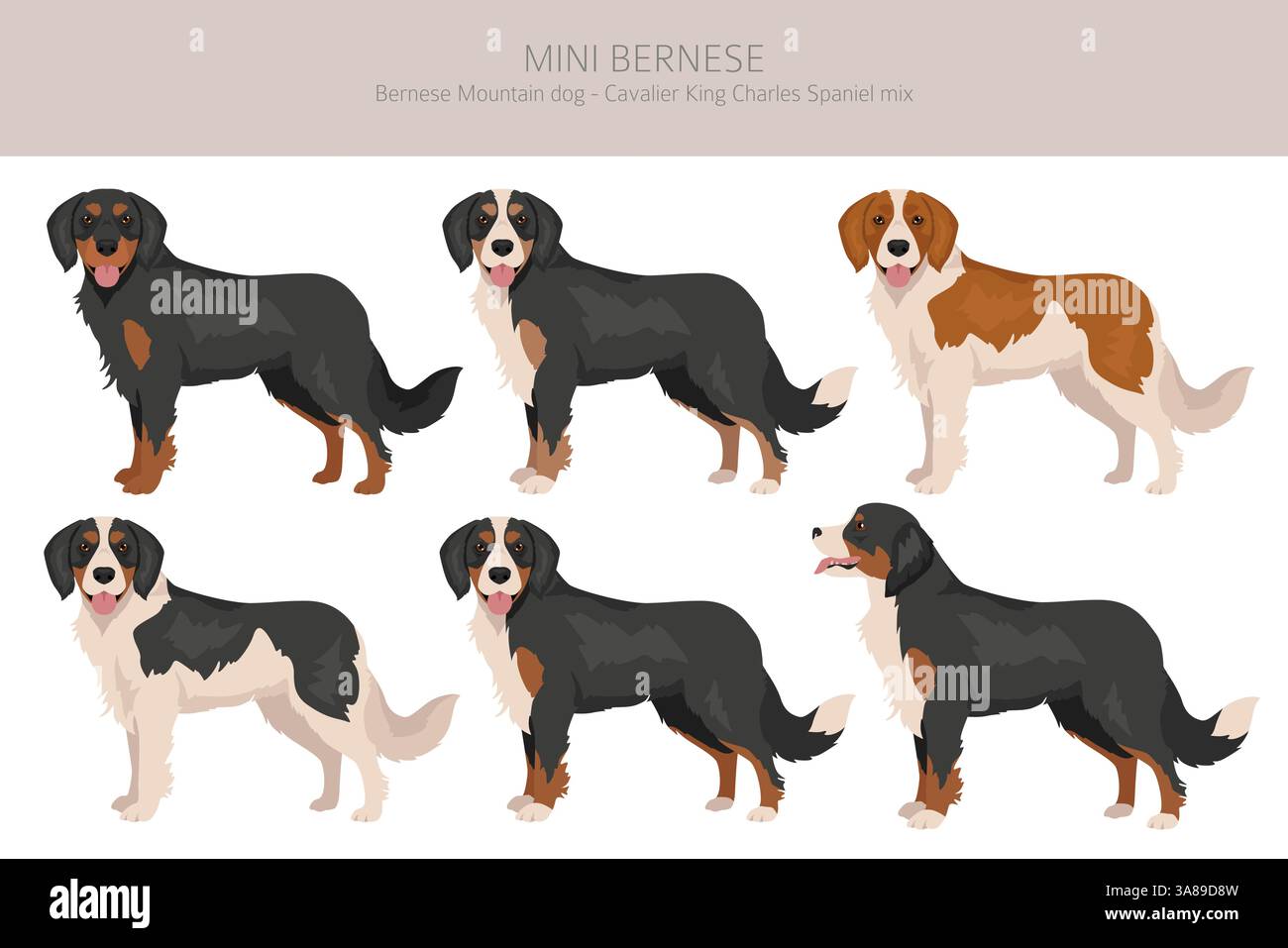 Mini Bernese clipart. Bernese Mountain dog - Cavalier King Charles ...