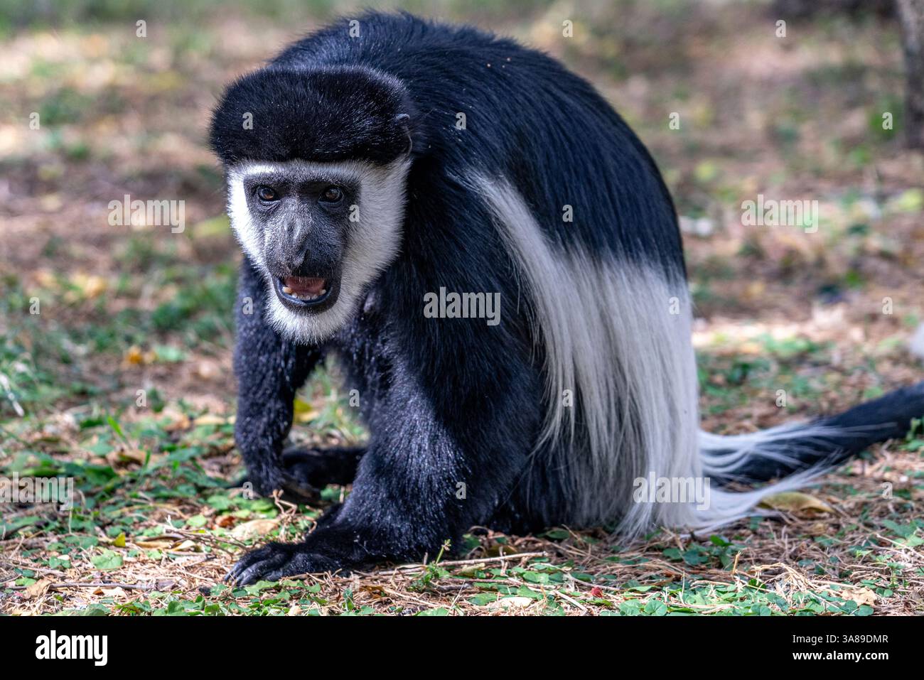 Ethiopia, wild Abyssinian colobus monkeys Stock Photo - Alamy