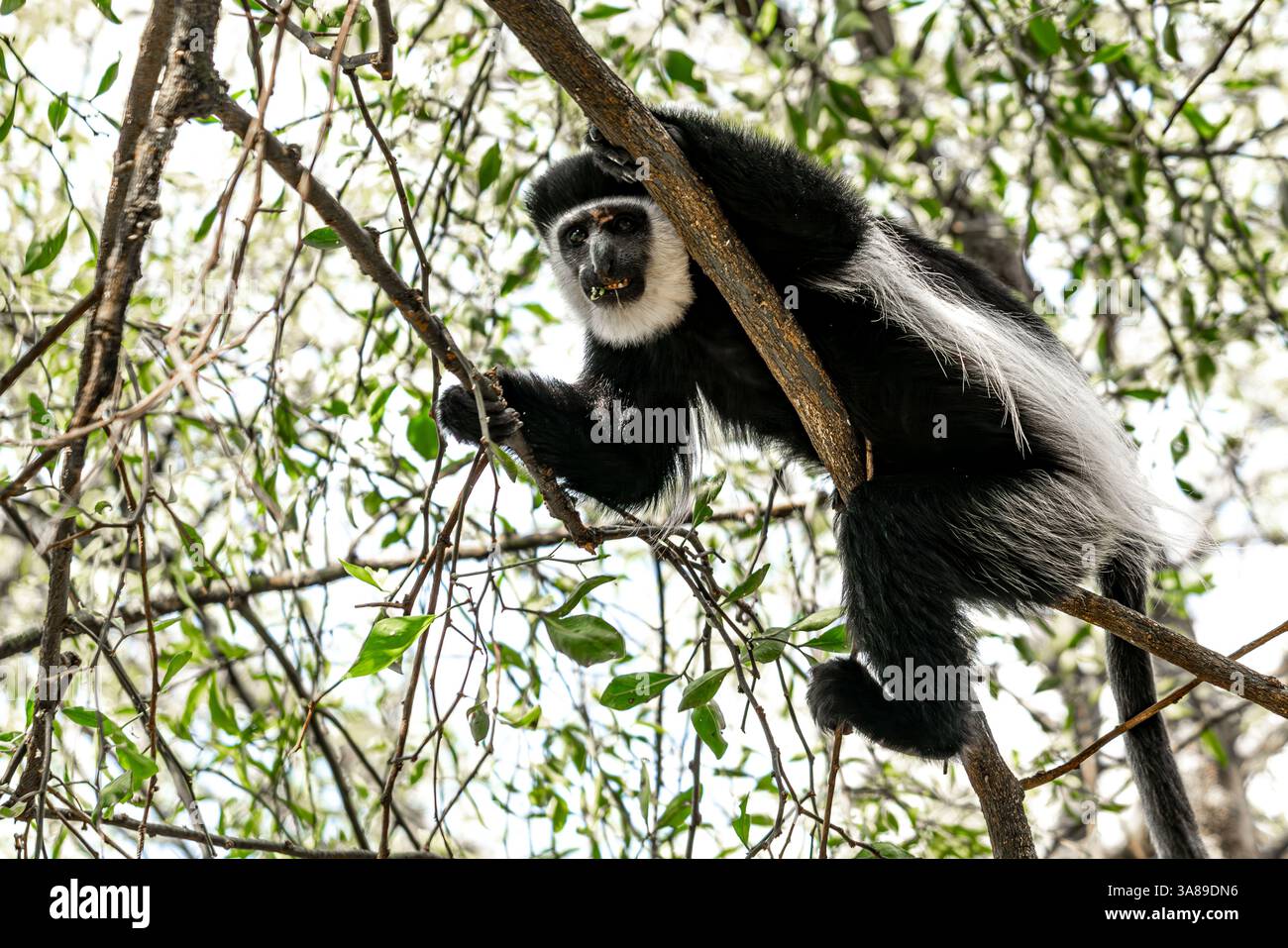 Ethiopia, wild Abyssinian colobus monkeys Stock Photo - Alamy