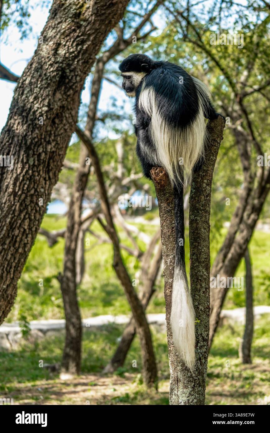 Ethiopia, wild Abyssinian colobus monkeys Stock Photo - Alamy