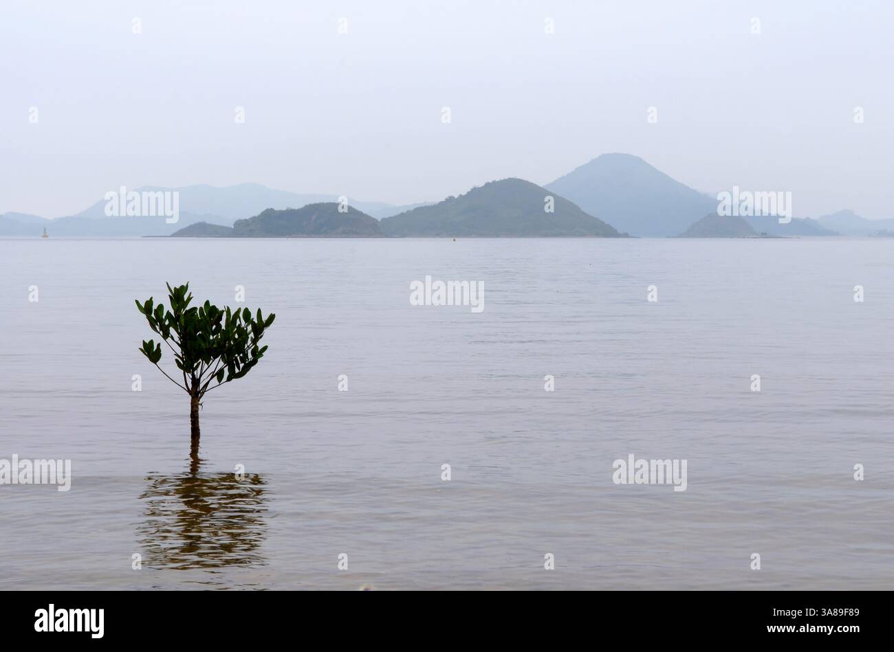 Mangroves grow at coastal of Yan Chau Tong Marine Park at the ...