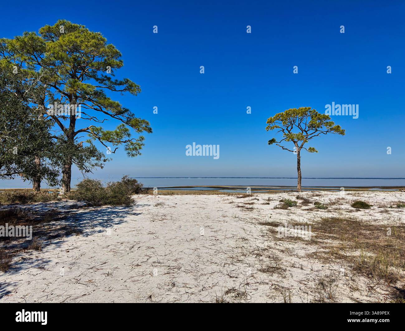 Pine tree along a sandy shoreline, St George Island, Florida Stock ...