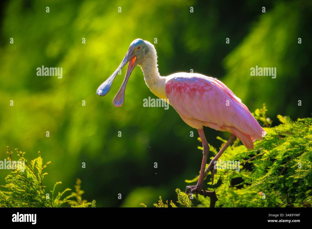 Roseate spoonbill Platalea ajaja is a gregarious wading bird of the ...