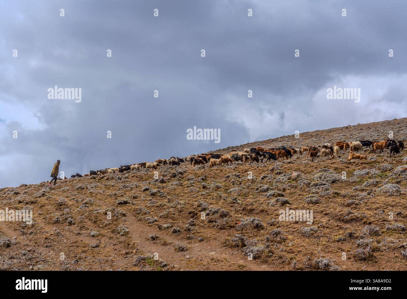 Tullu hi-res stock photography and images - Alamy