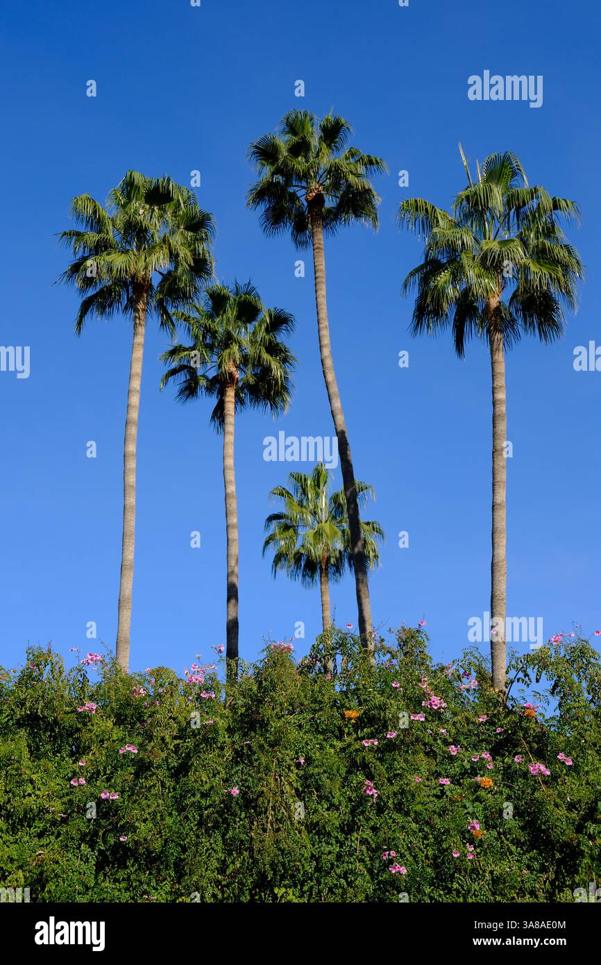 Jan 2nd 2025, Marrakesh, Morocco - Tall Palm Trees with a bright blue ...