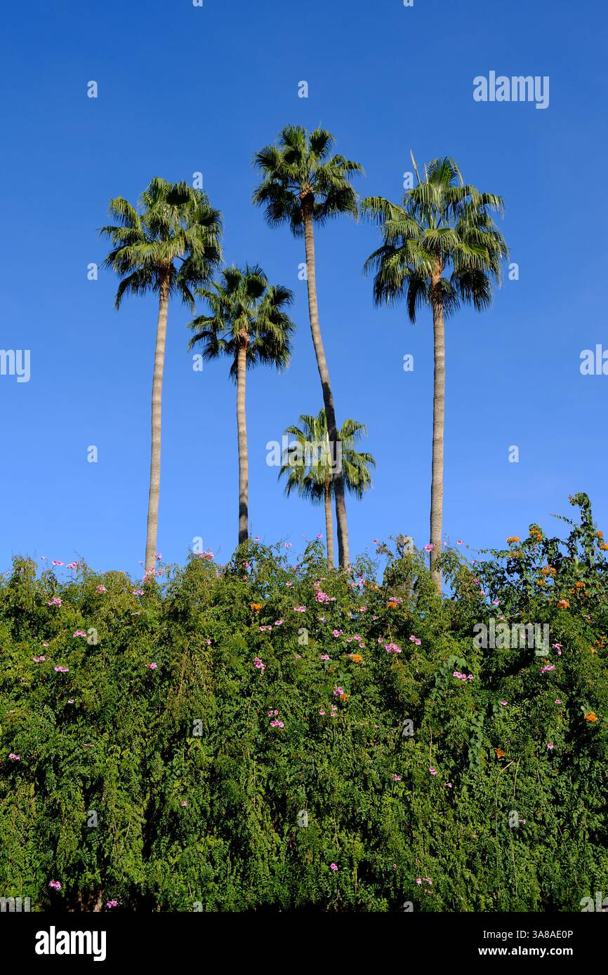 Jan 2nd 2025, Marrakesh, Morocco - Tall Palm Trees with a bright blue ...