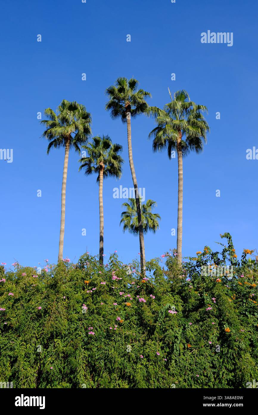 Jan 2nd 2025, Marrakesh, Morocco - Tall Palm Trees with a bright blue ...