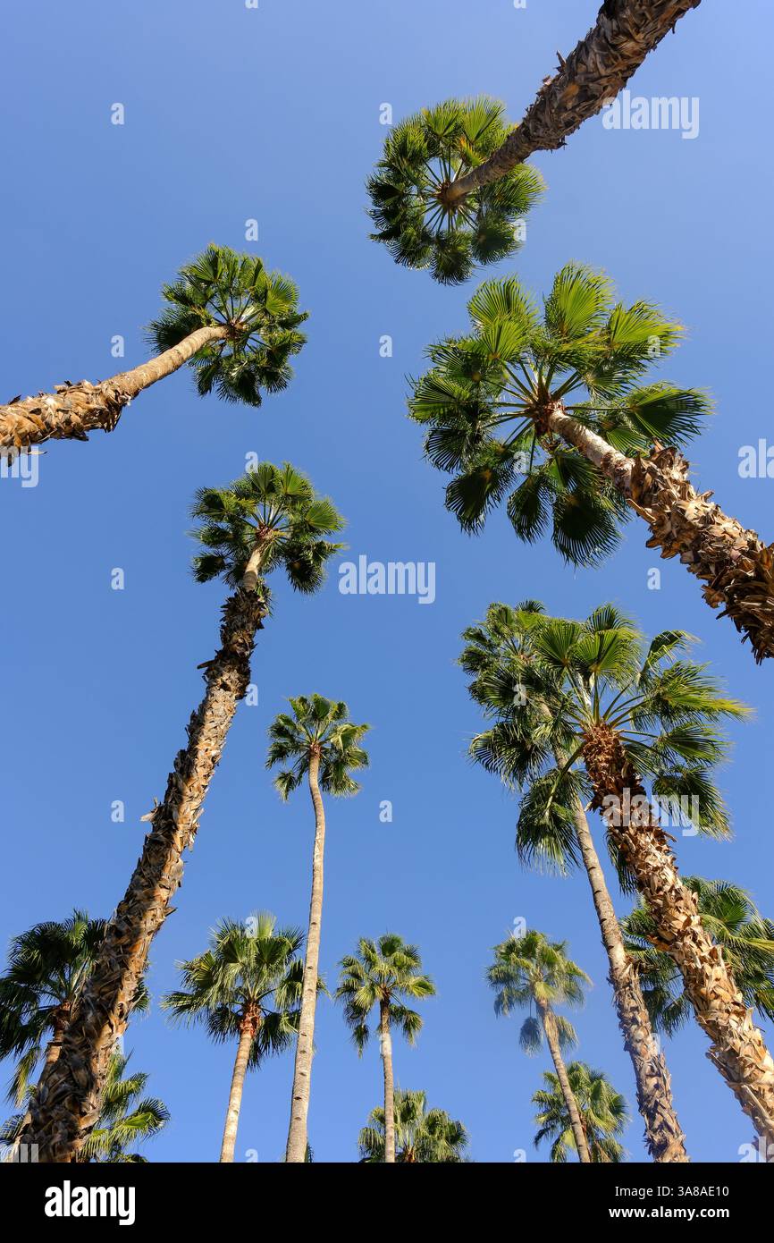 Jan 2nd 2025, Marrakesh, Morocco - Tall Palm Trees with a bright blue ...