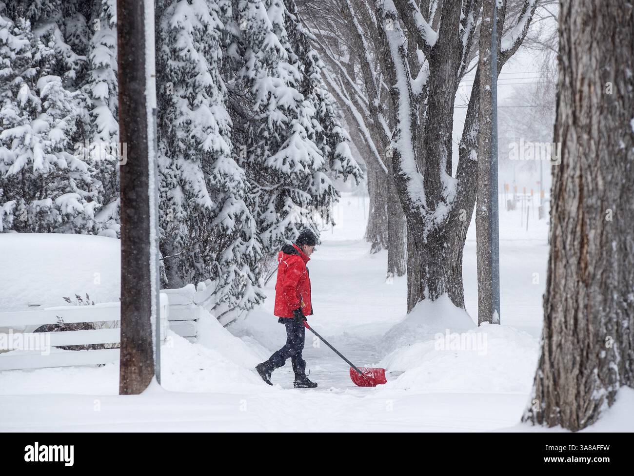 Edmonton, Canada. 28th Mar, 2025. A person shovels after heavy snowfall ...