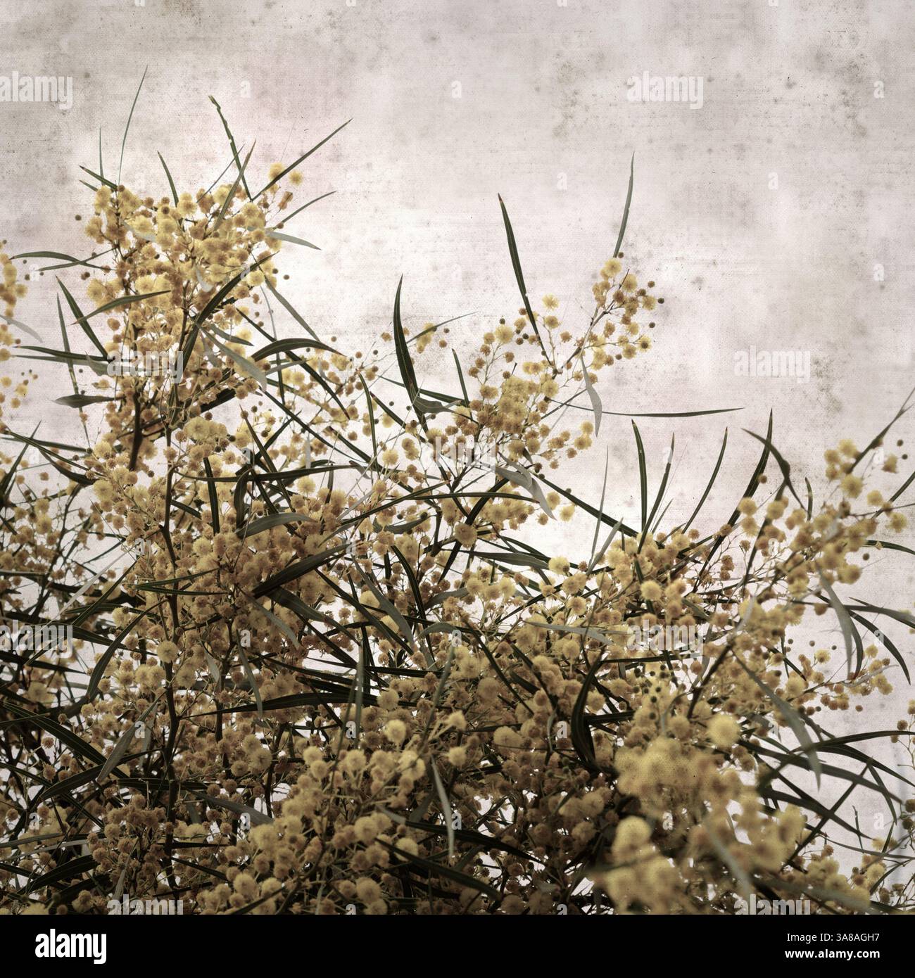 stylish textured old paper square background with golden wreath wattle ...