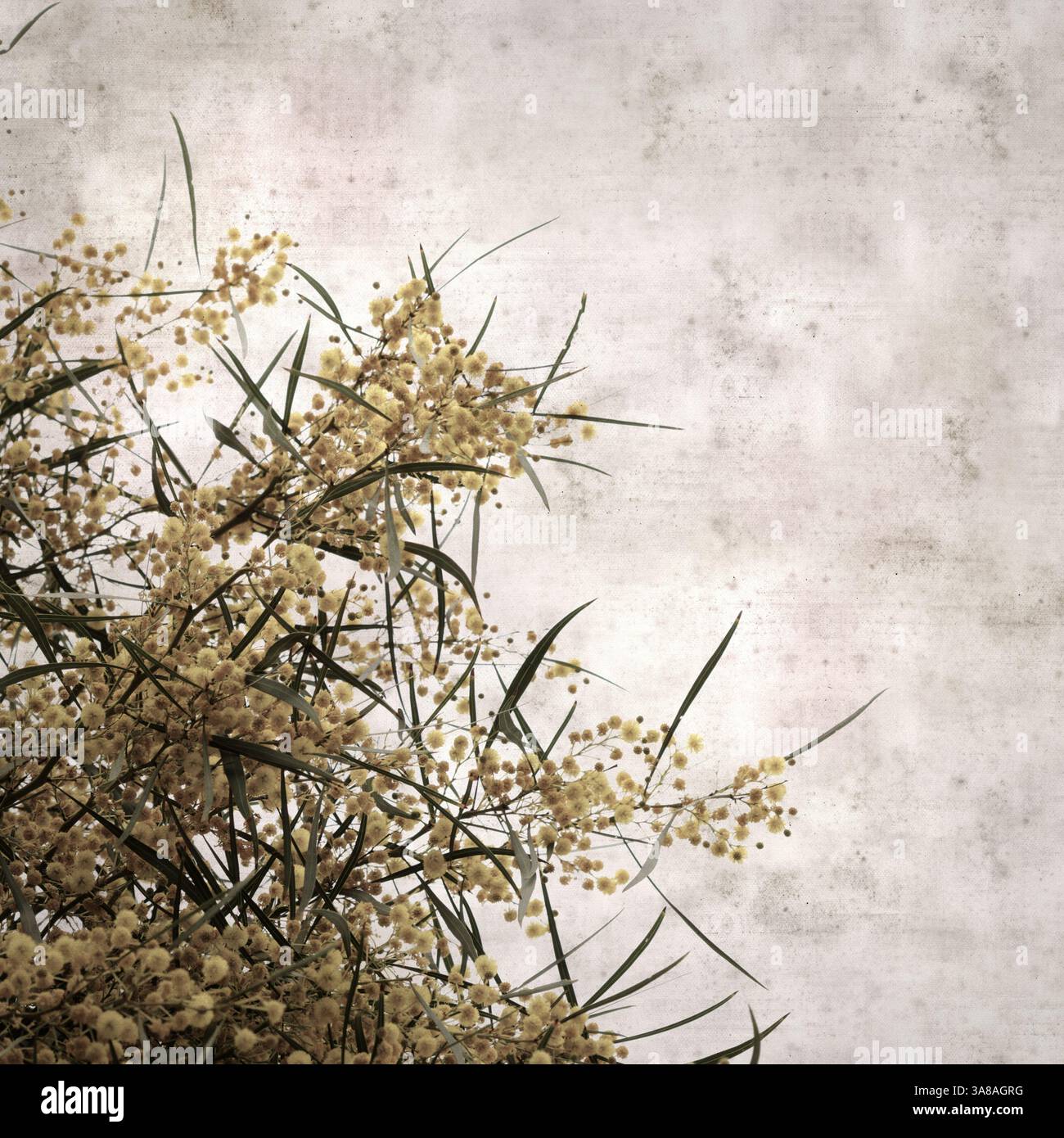 stylish textured old paper square background with golden wreath wattle ...