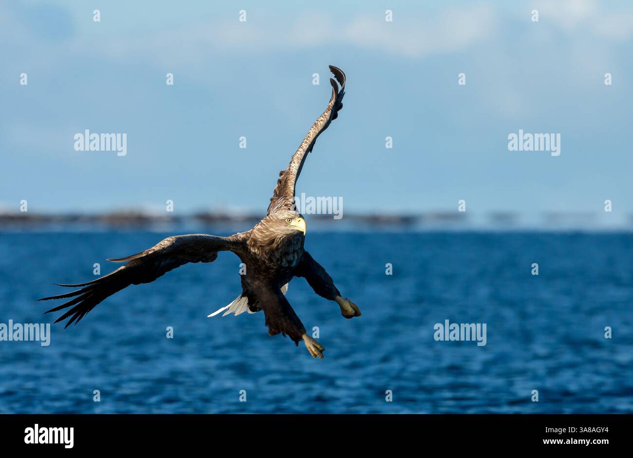 White-tailed sea eagle in flight, Norway Stock Photo - Alamy