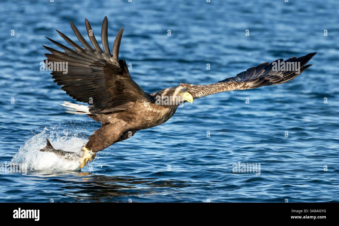 White-tailed sea eagle in flight with the powerful claws catching a ...