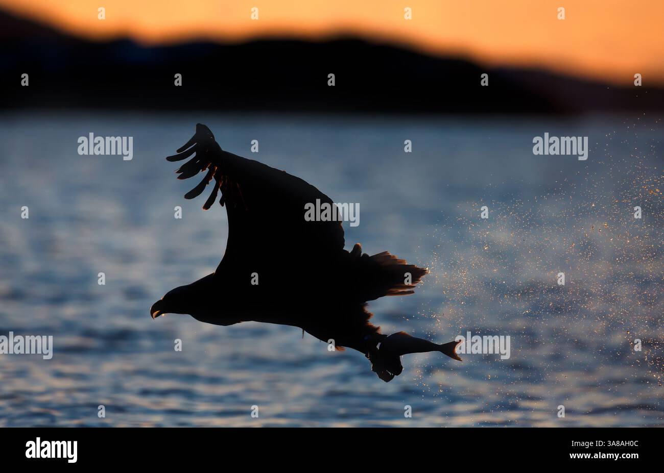 White-tailed sea eagle in flight, carrying a fish in its talons at ...