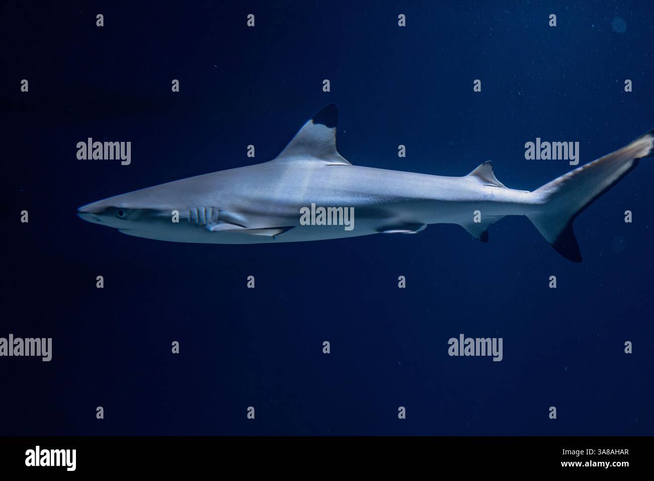 Pula, Croatia. 28th Mar, 2025. Shark swimming in Aquarium in Pula ...