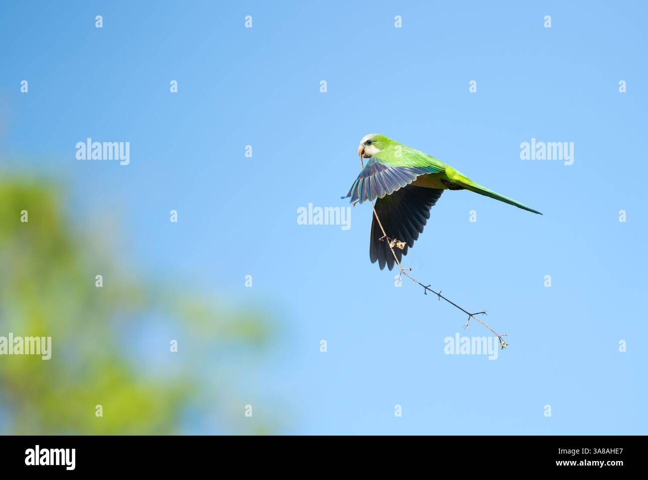 Monk parakeet in flight with nesting material in its beak, Pantanal ...