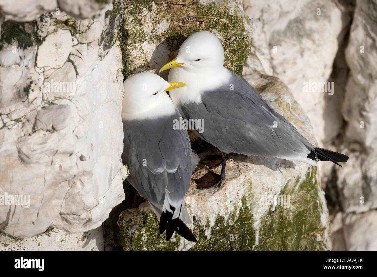 Kittiwakes nesting on a sea cliff edge, UK Stock Photo - Alamy