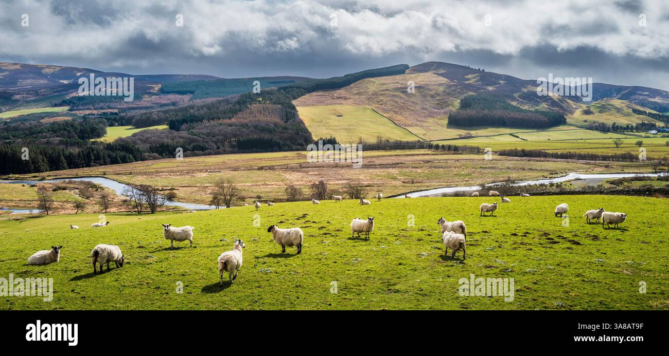 Spring sunshine in the Tweed Valley, Scottish Borders, Scotland Stock ...
