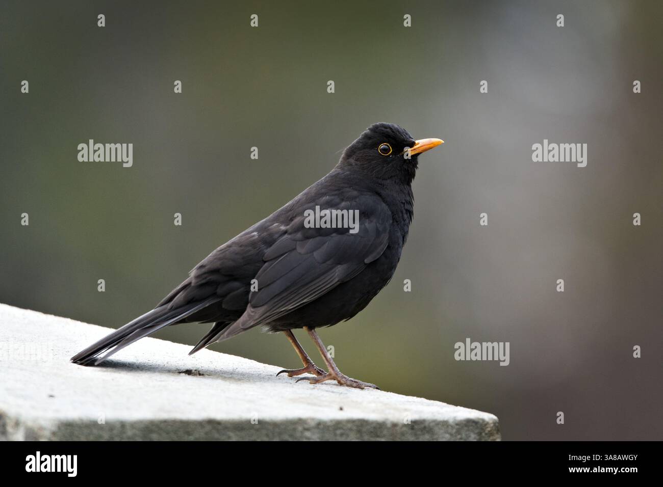 Turdus merula aka Eurasian or Common blackbird male close-up portrait ...