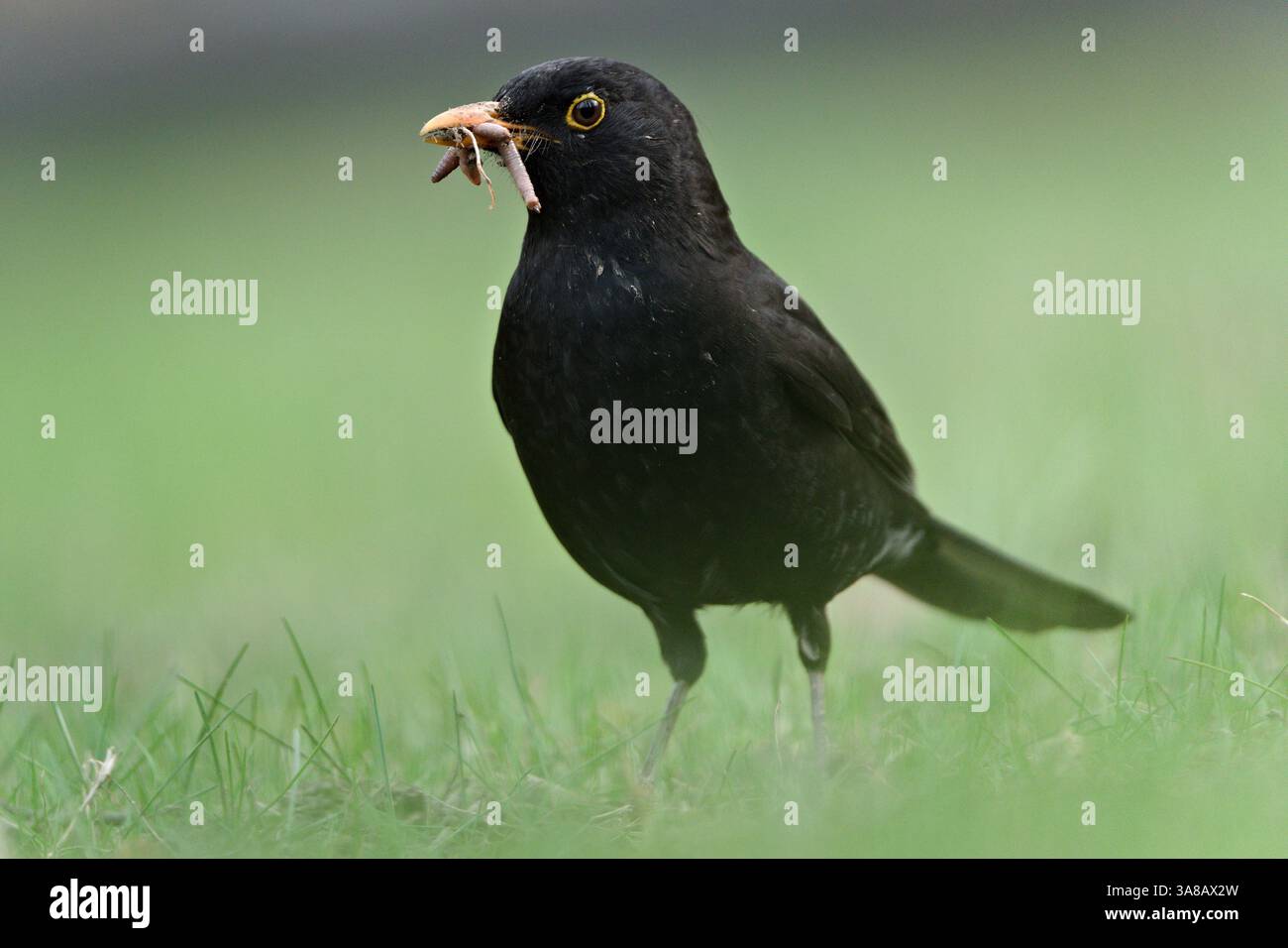 Eurasian blackbird aka the common blackbird or turdus merula is hunting ...