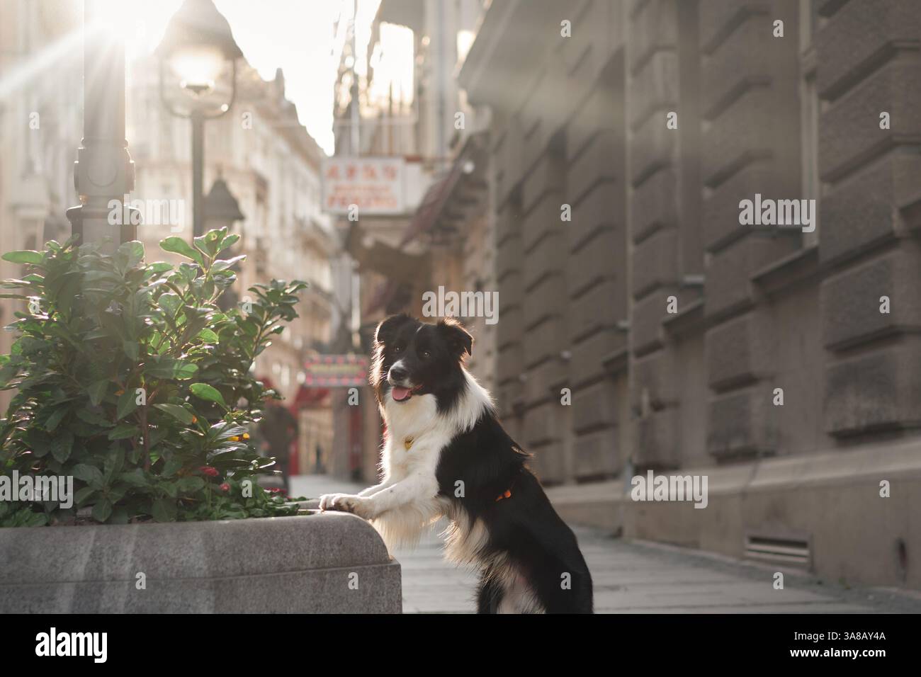 A border collie sits in a quiet urban square surrounded by historic ...