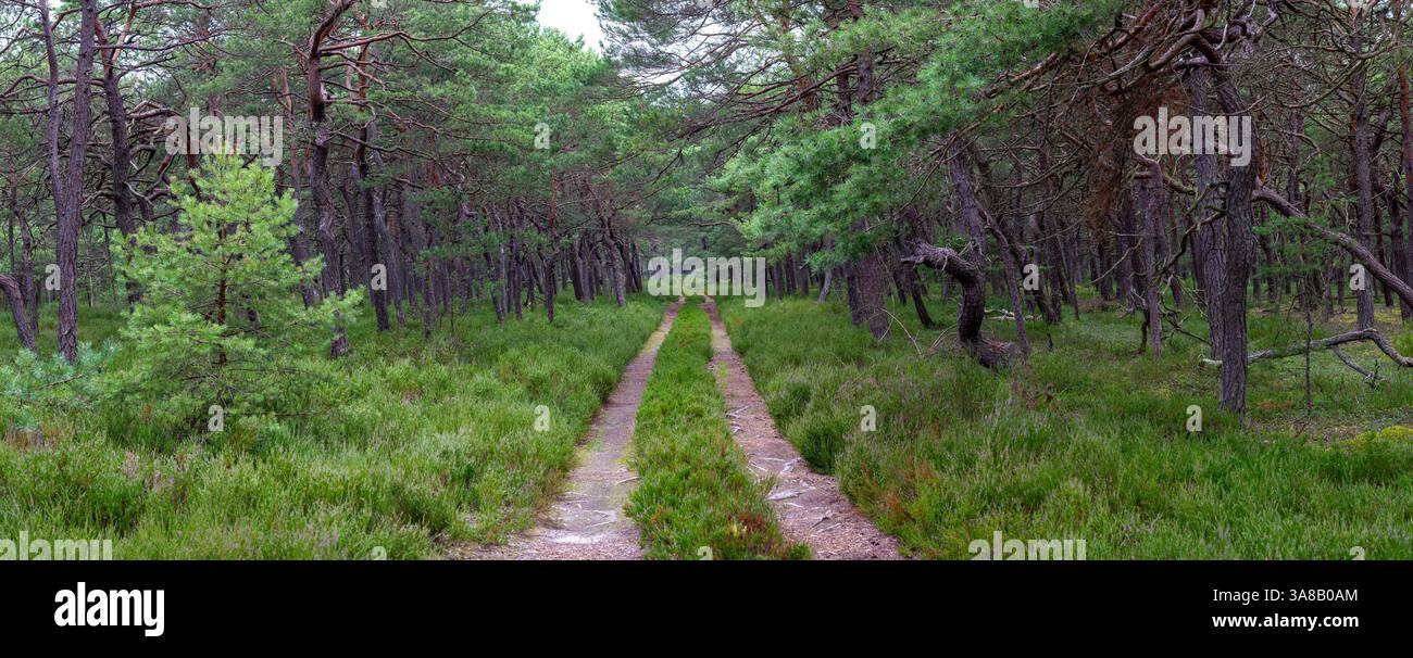 Forest in Slowinski National Park, Poland Stock Photo - Alamy