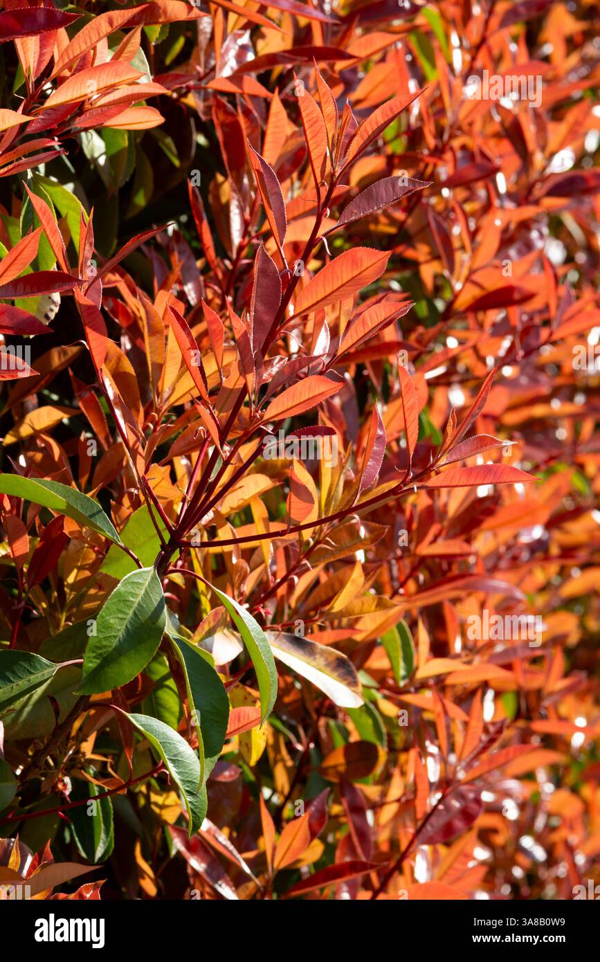Leaves From a Photinia Red Robin Bush Stock Photo - Alamy