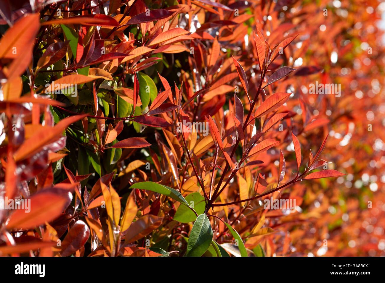 Leaves From a Photinia Red Robin Bush Stock Photo - Alamy
