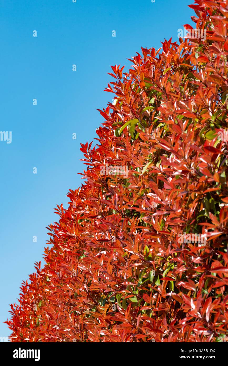 Leaves From a Photinia Red Robin Bush Stock Photo - Alamy