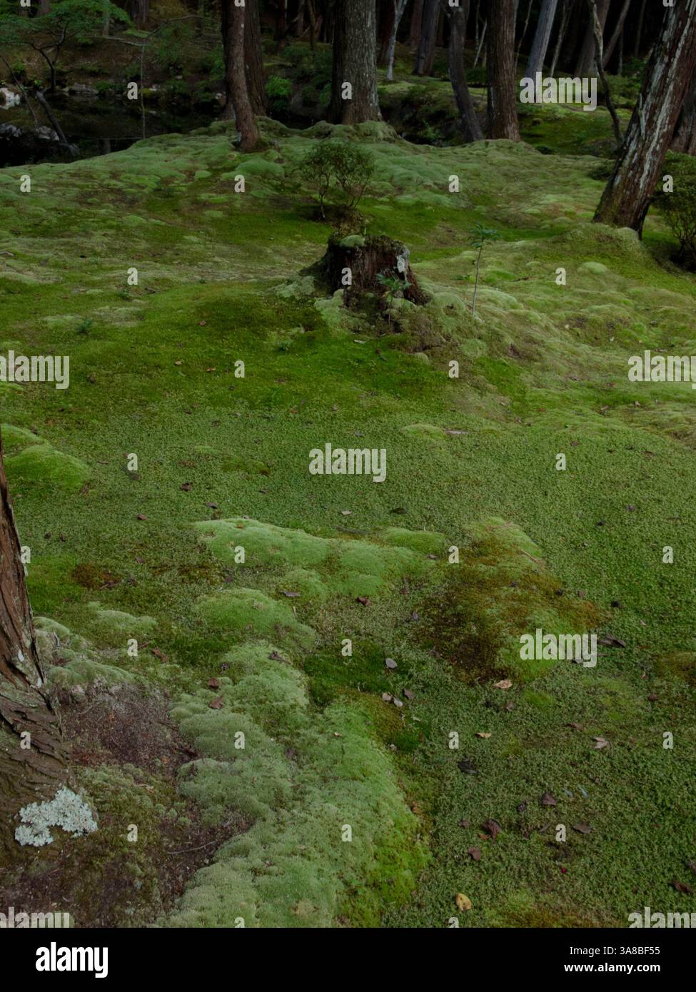 Saihoji | Kokedera (Moss Temple). Zen Temple at Kyoto Stock Photo - Alamy