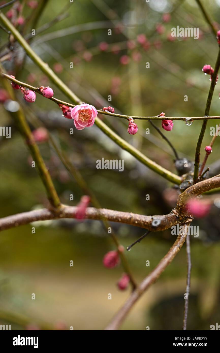 Pink plum blossoms (ume) blooming in Japan – close-ups and full trees ...