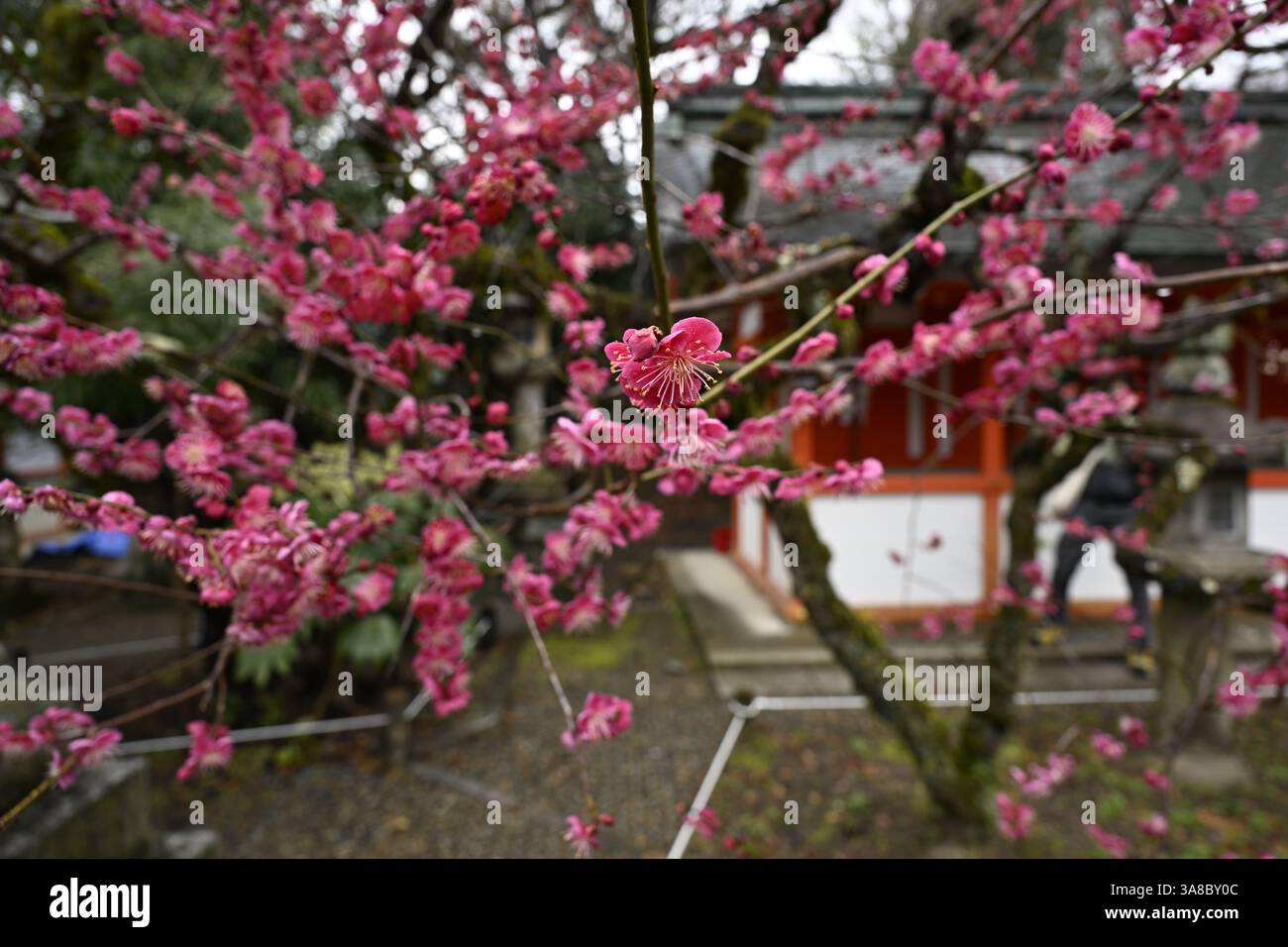 Pink plum blossoms (ume) blooming in Japan – close-ups and full trees ...