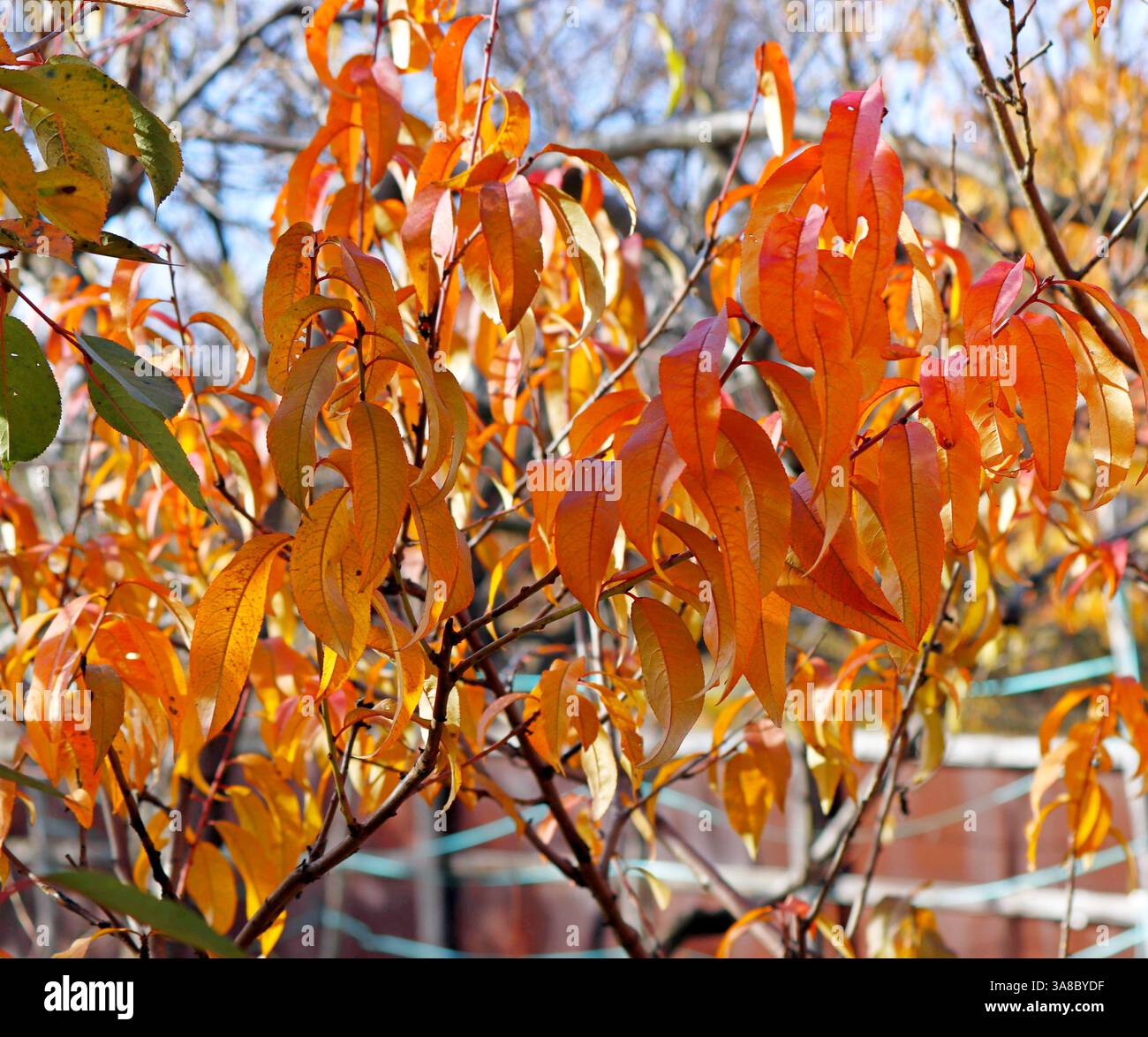 Autumn colorful coloring of peach tree foliage Stock Photo - Alamy