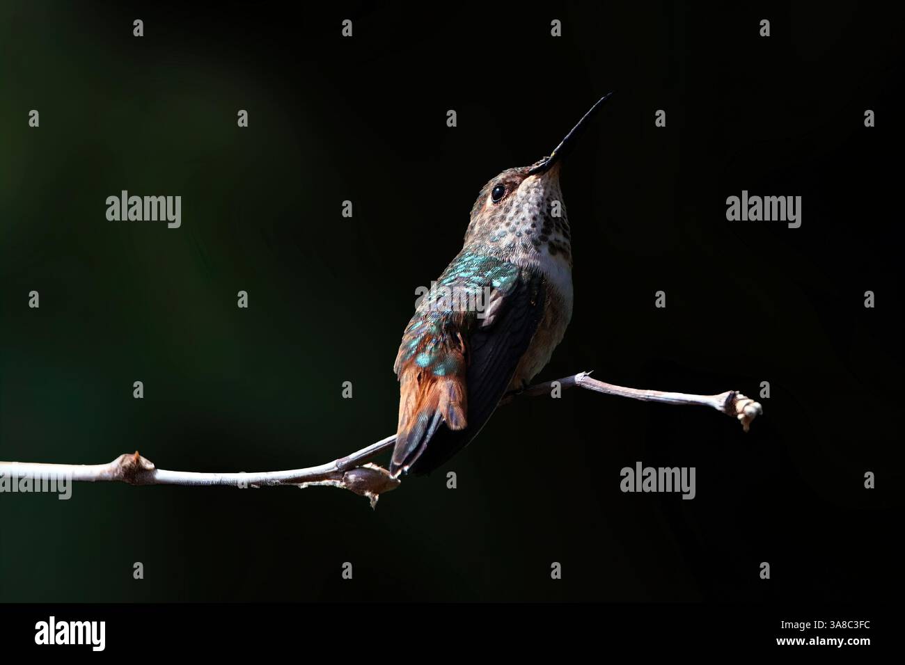 Rufus hummingbird flying sky hi-res stock photography and images - Alamy