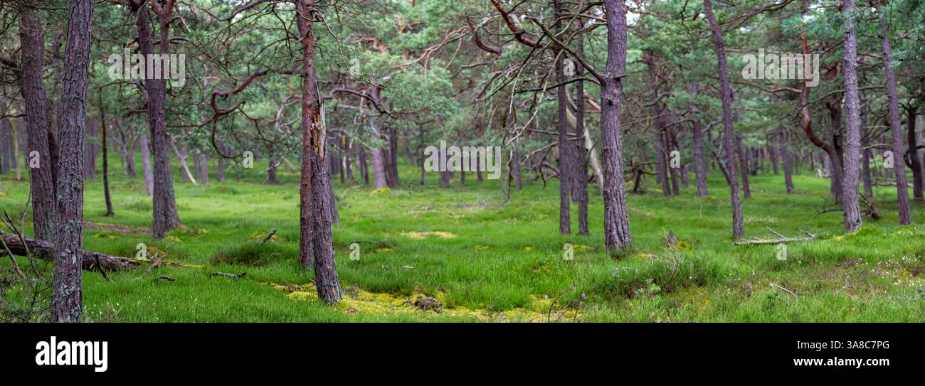 Forest in slowinski national hi-res stock photography and images - Alamy