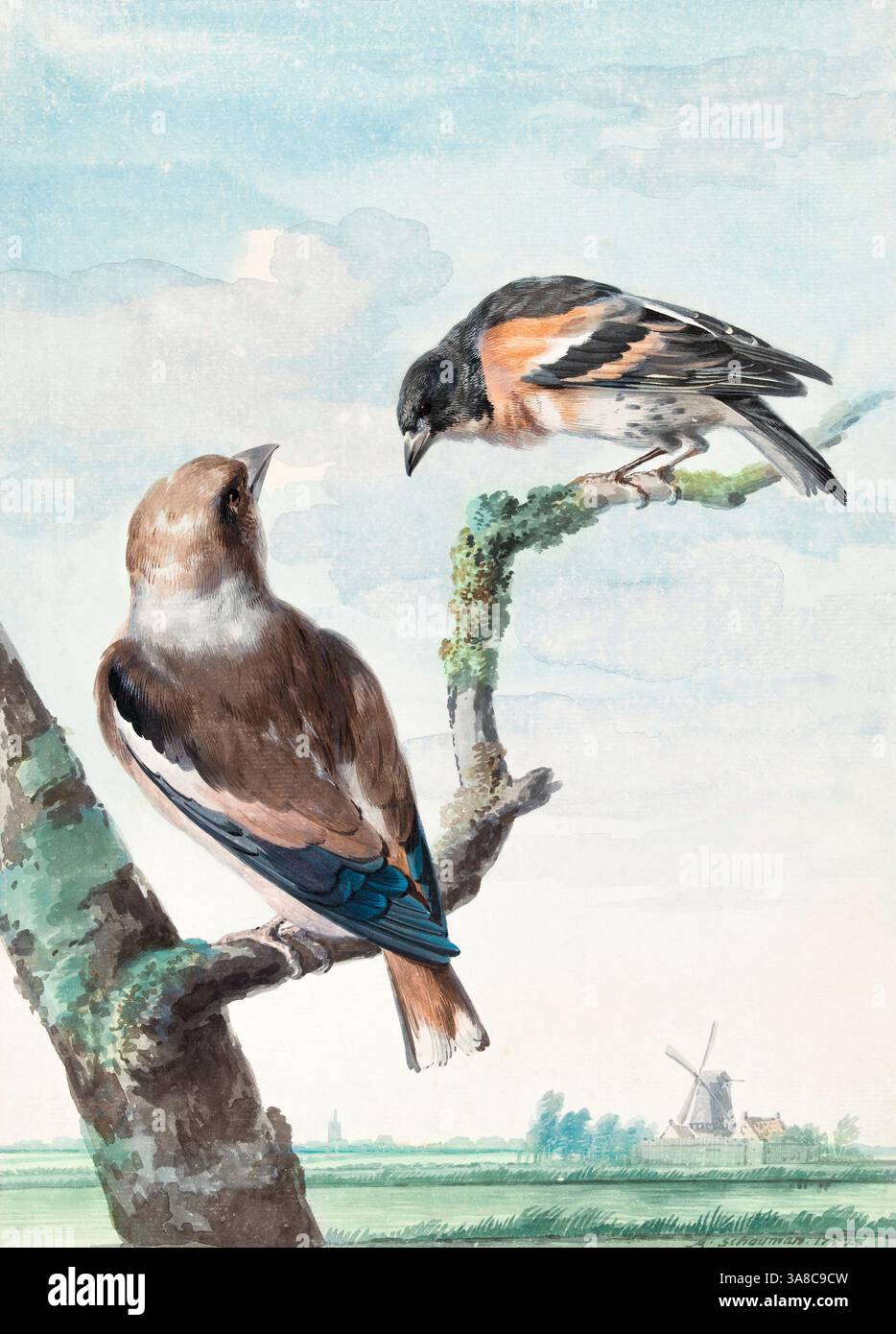 Two birds: hawfinch (1752) painting in high resolution by Aert Schouman ...