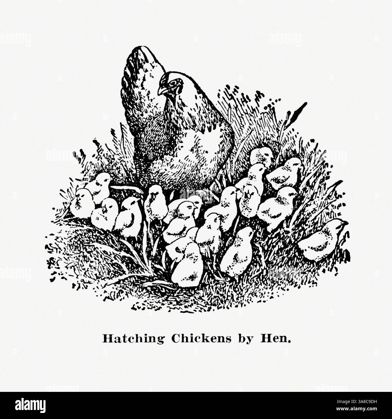 Vintage chicken drawing. Digitally enhanced from The Open Door to ...