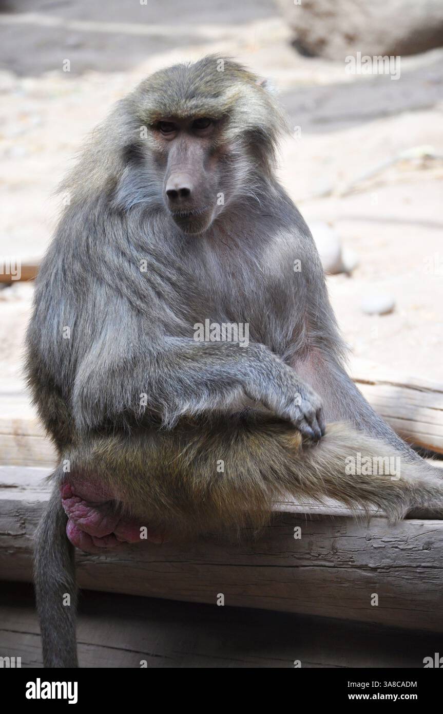 Baboon monkey lives in central Africa Stock Photo - Alamy